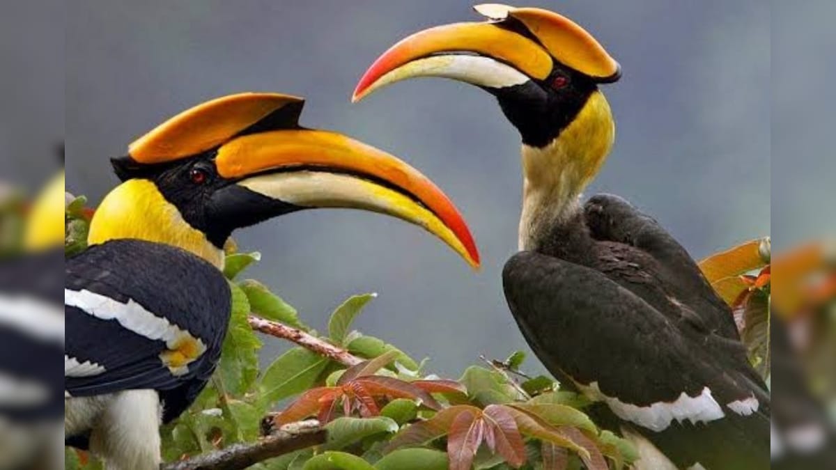 மிக அரிதான மலை இருவாச்சி.. ஈரோட்டில் தென்பட்ட பறவை! – News18 தமிழ்