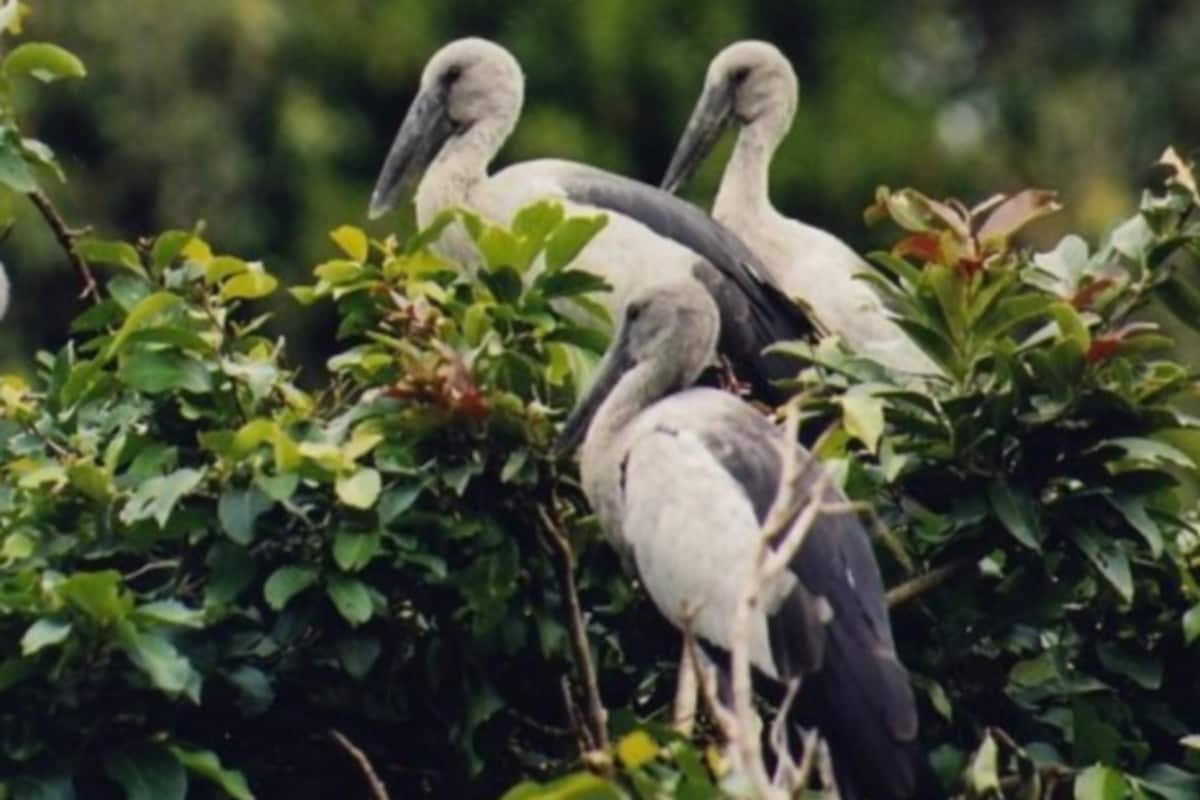 கிரீச் கிரீச்... பறவைகள் சரணாலயம் போல் காட்சியளிக்கும் கண்மாய் ...