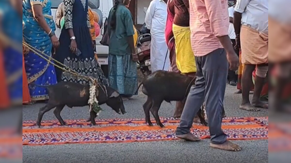 பன்றிகள் ஊர்வலம்... வினோத வழிபாடு நடத்திய மக்கள்..! – News18 தமிழ்