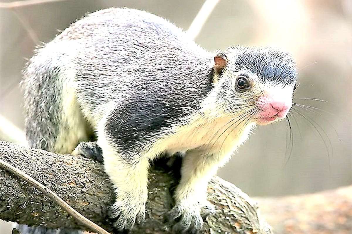 சாம்பல் நிற அணில்கள் சரணாலயம்... சிறப்புகள் என்ன? – News18 தமிழ்