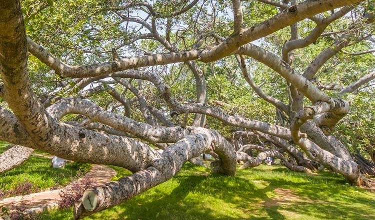 10 தலைமுறைகளை கண்ட 600 ஆண்டுகள் பழமையான ஆலமரம்.. – News18 தமிழ்