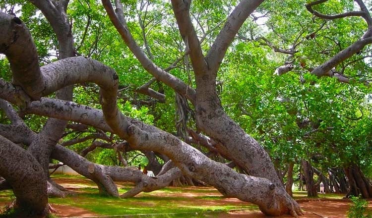 10 தலைமுறைகளை கண்ட 600 ஆண்டுகள் பழமையான ஆலமரம்.. – News18 தமிழ்