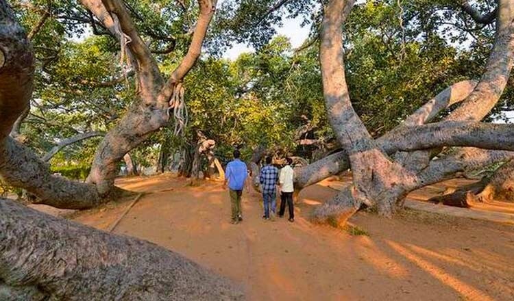 10 தலைமுறைகளை கண்ட 600 ஆண்டுகள் பழமையான ஆலமரம்.. – News18 தமிழ்