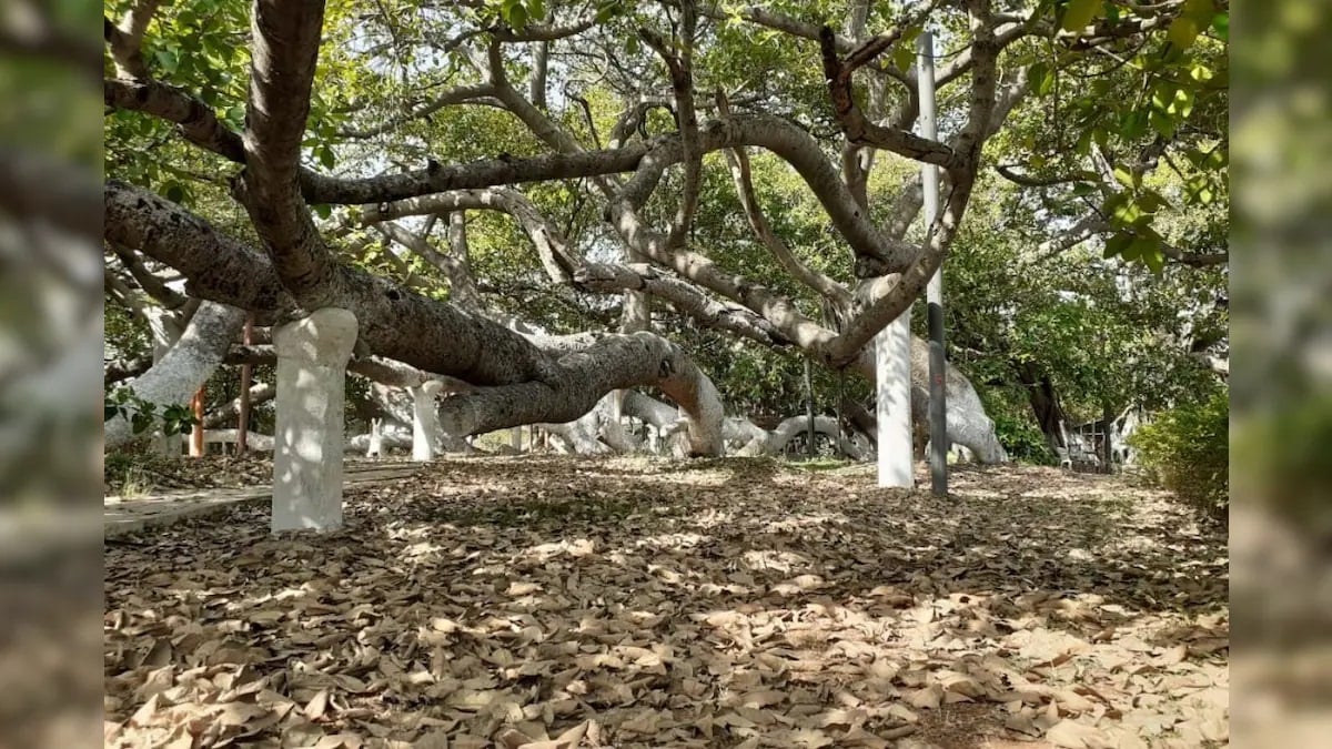 10 தலைமுறைகளை கண்ட 600 ஆண்டுகள் பழமையான ஆலமரம்.. – News18 தமிழ்