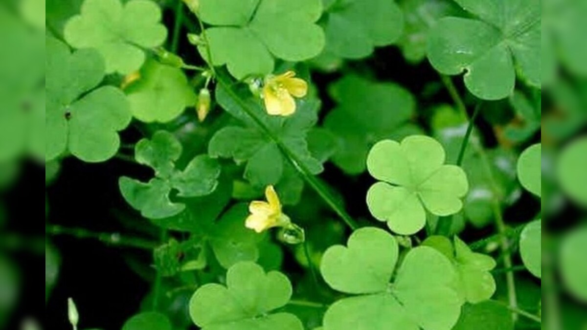 வள்ளலார் சொன்ன புளியாரை கீரை பற்றி தெரியுமா? – News18 தமிழ்