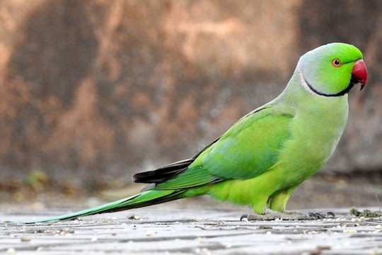 கிளிகள் பற்றிய சுவாரஸ்யமான தகவல்கள்..! – News18 தமிழ்