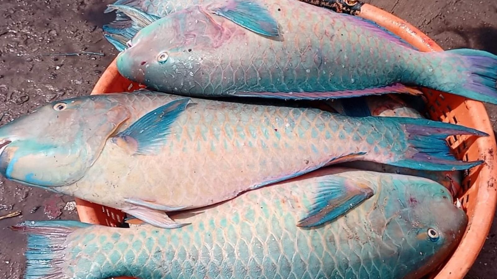 ஸ்டார் ஹோட்டல்களில் இந்த மீன் தான் அதிகம் வாங்குறாங்க..! கிளி மீன் ...