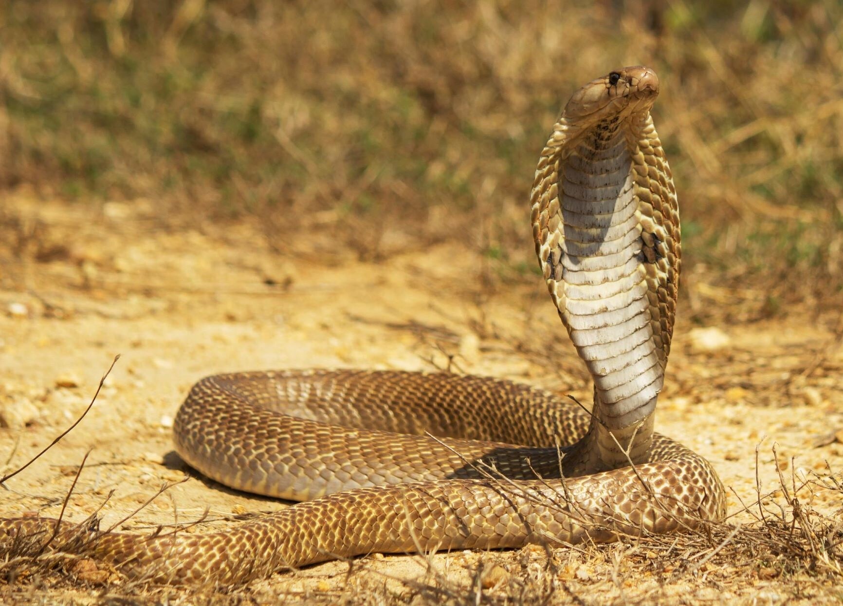 மகுடி இசைக்கு பாம்பு நடனமாடுமா ? உண்மை இதுதான்! – News18 தமிழ்