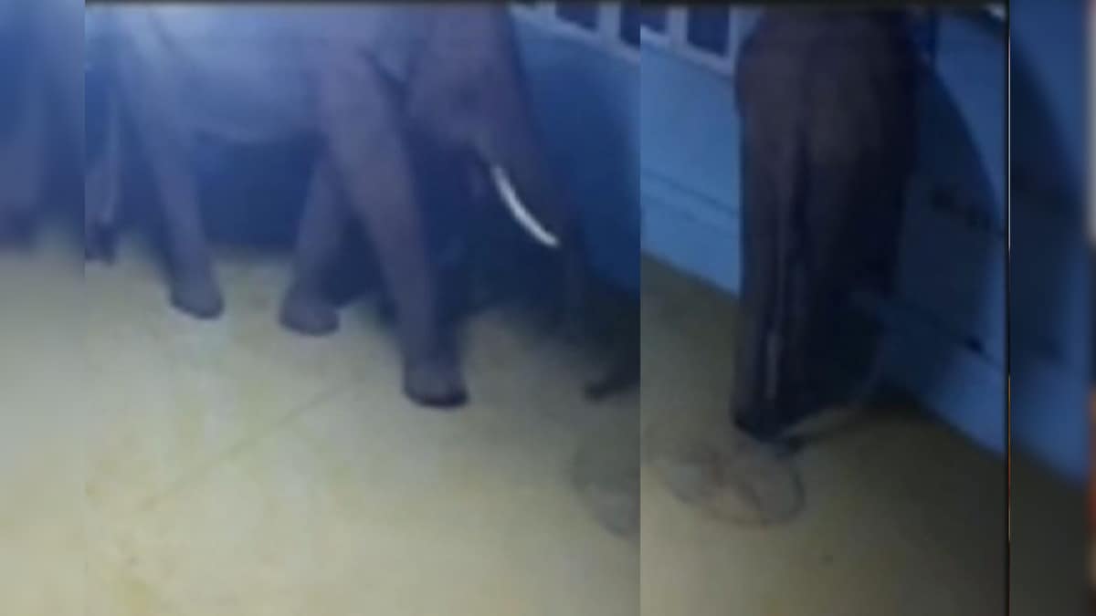 wild elephant tries to enter a house viral video cctv footage | “வீட்ல ...