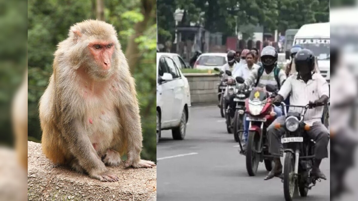 A monkey chasing and biting motorists - people in Madhuranthakam are in ...