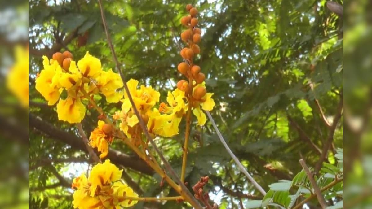 Yellow marigolds - fresh with a luscious display in puducherry | பூத்து ...
