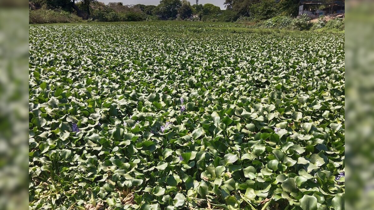 people demand to remove aakaya thamarai plants from Tanjore agali ...