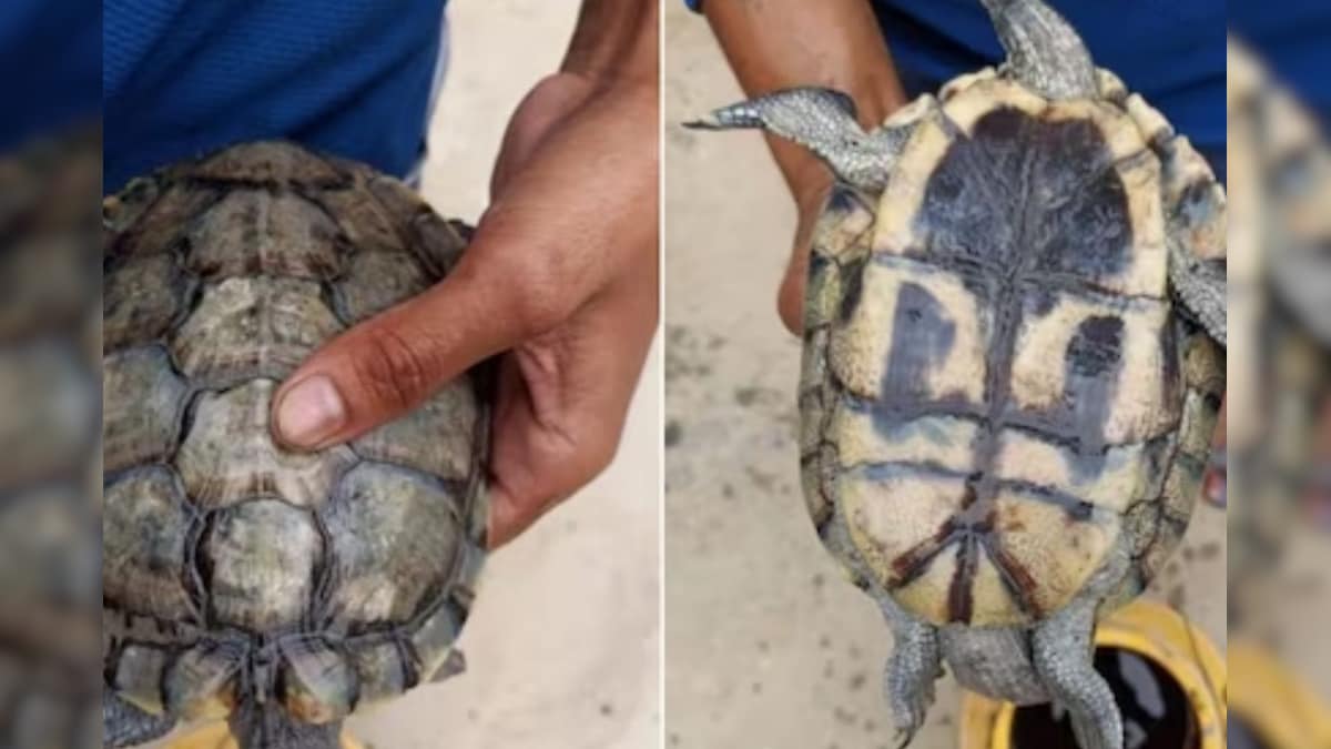 மெக்சிகன் ராட்சத ஆமை மேற்கு வங்கத்தில் கண்டுபிடிப்பு.. விலங்கு ...