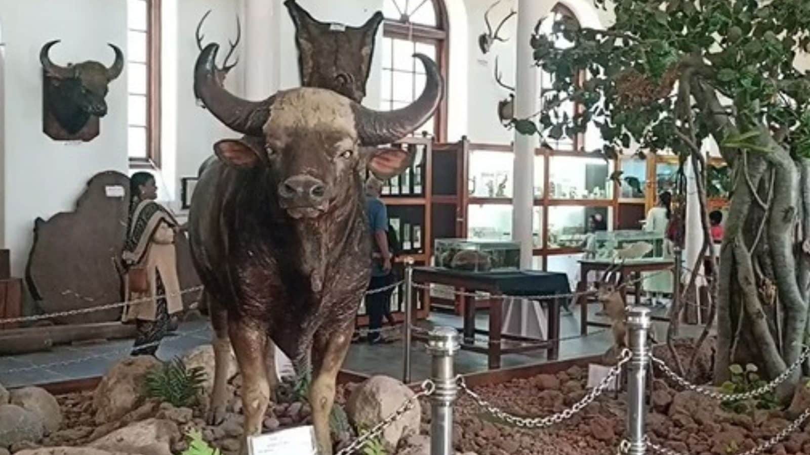 பல்லி முட்டை முதல் யானையின் எலும்புக்கூடுகள் வரை... கோவை அருங்காட்சியத்தில் என்னவெல்லாம் இருக்கு ...