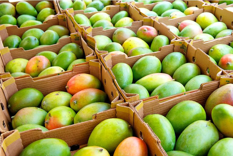 இரசாயனம் பயன்படுத்தி பழுக்க வைத்த மாம்பழத்தை எப்படி கண்டறிவது ...