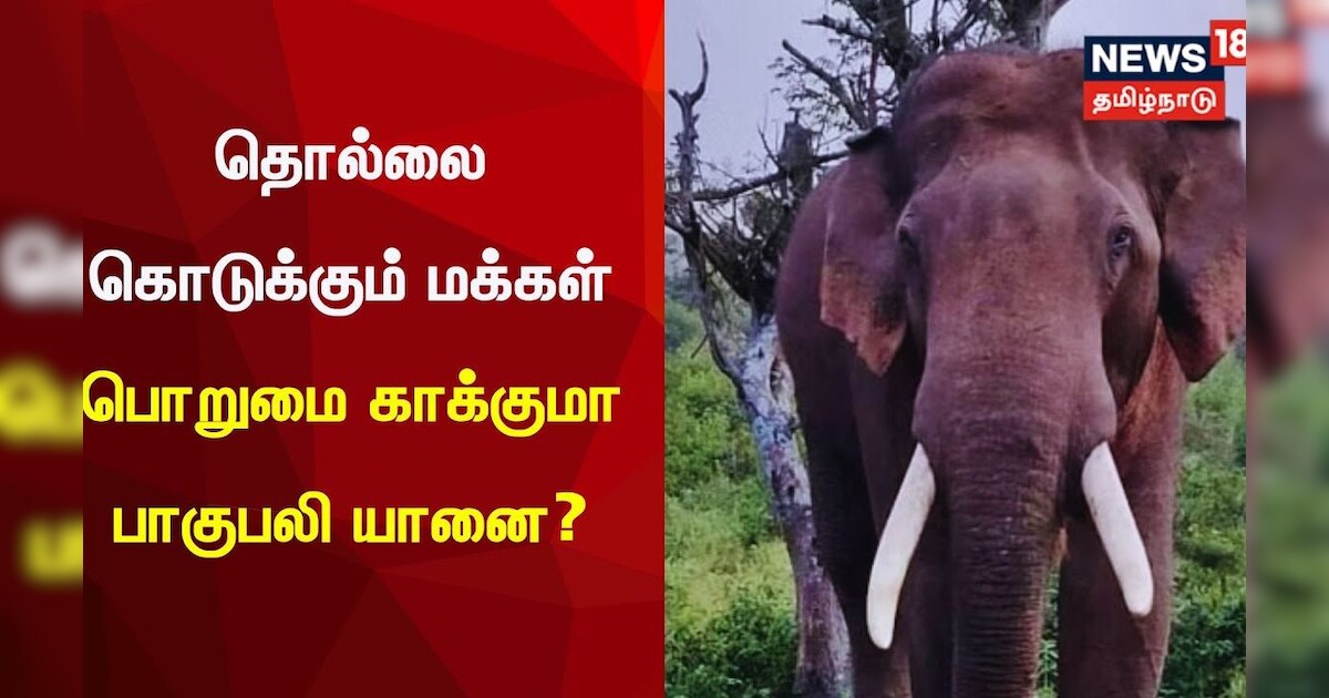 Mettupalayam Bahubali Elephant | தொல்லை கொடுக்கும் மக்கள் - பொறுமை ...