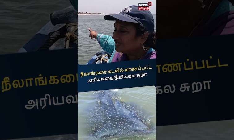 Neelangarai | நீலாங்கரை கடல் பகுதியில் காணப்பட்ட அரியவகை திமிங்கல சுரா ...
