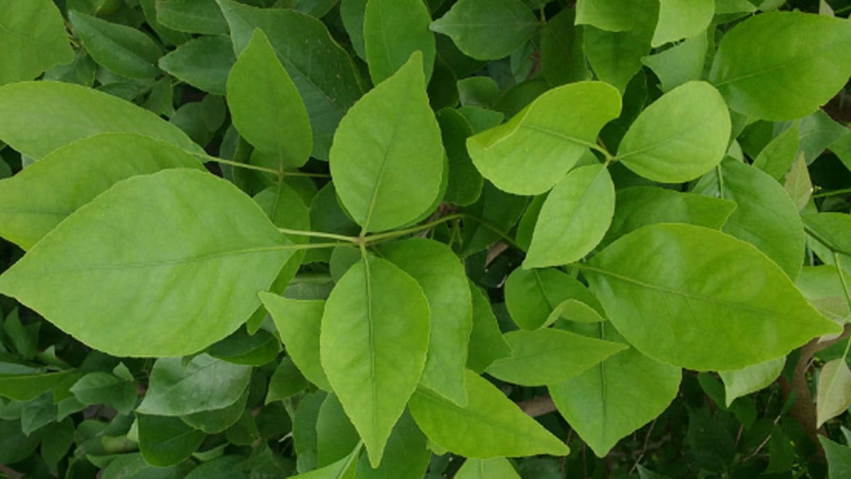 According to Vastu if you use Bel patra leaf in this way wealth will ...