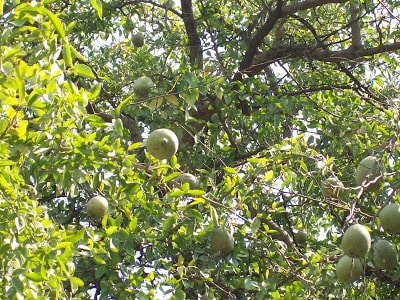 According to Vastu if you use Bel patra leaf in this way wealth will ...