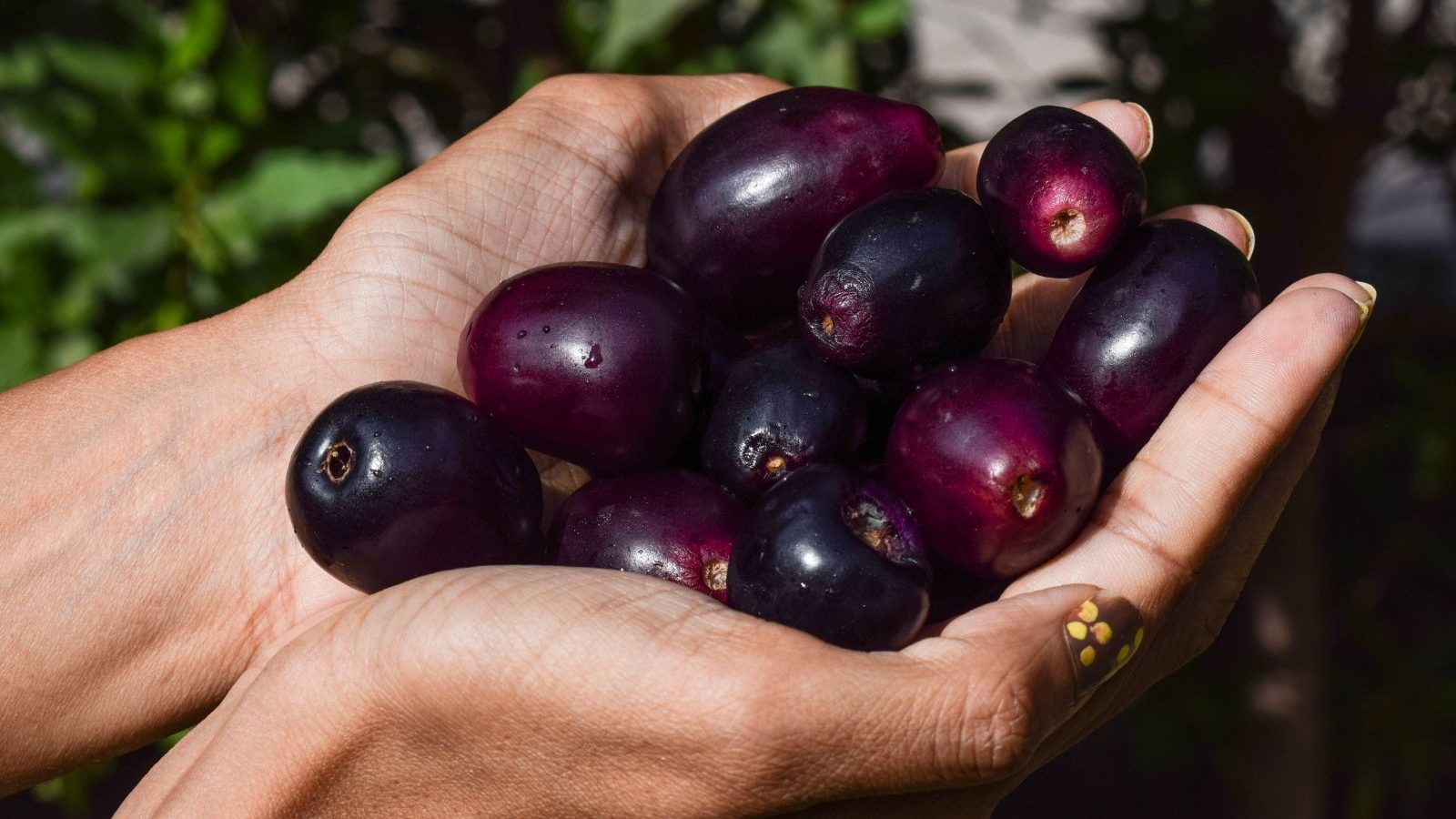 கோடைக்காலத்தில் நாவல் பழம் சாப்பிட்டால் ரொம்ப நல்லது... ஏன் தெரியுமா.?