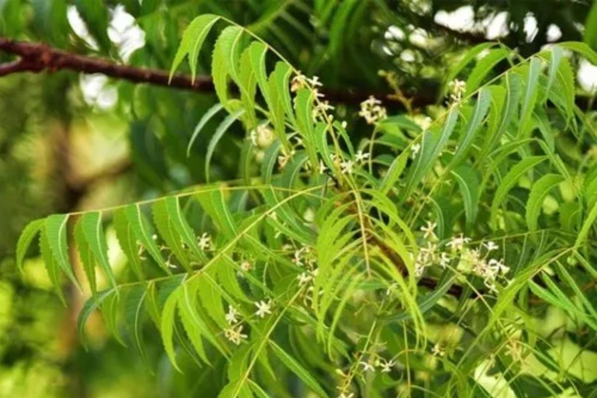 பாரம்பரிய மருத்துவ குணங்கள் நிறைந்த வேப்பிலை.! – News18 தமிழ்