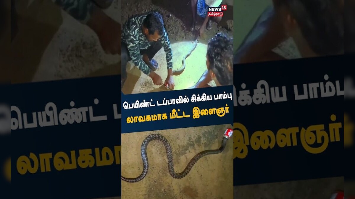 ”அய்யோ..சிக்கிக்கிச்சே”-பெயிண்ட் டப்பாவுக்குள் தலையை விட்டு ...