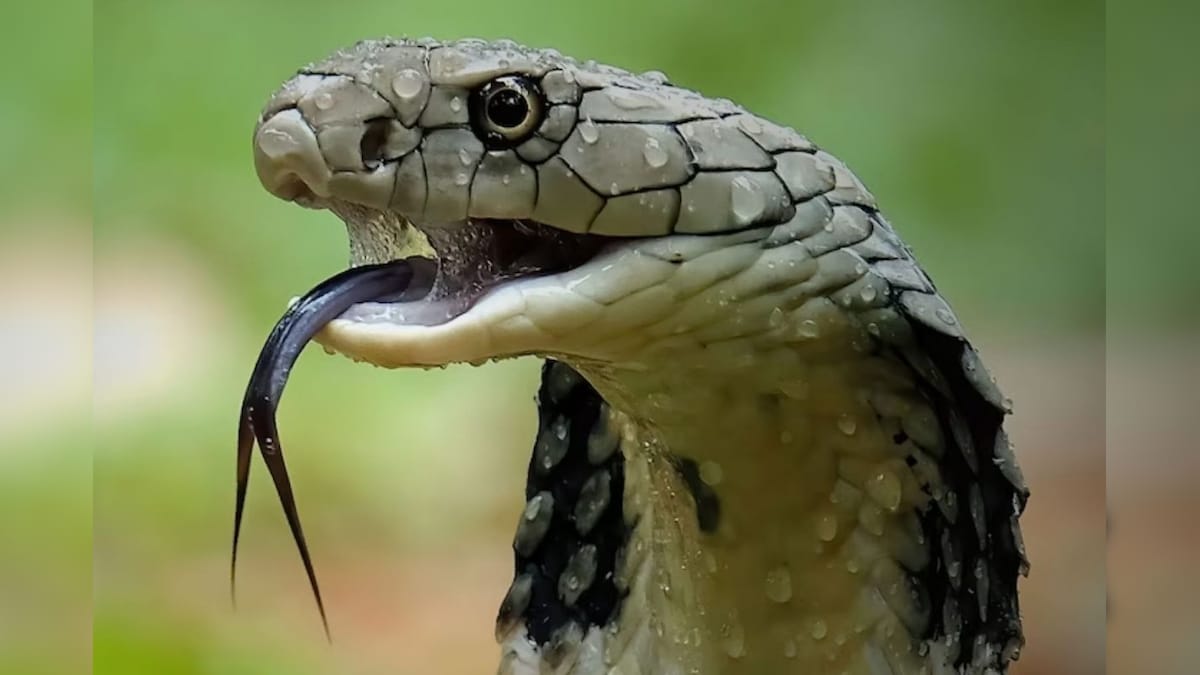 பாம்பு கனவில் வந்தால் என்ன அர்த்தம்? ஜோதிடம் சொல்வது என்ன? | ஆன்மிகம் ...