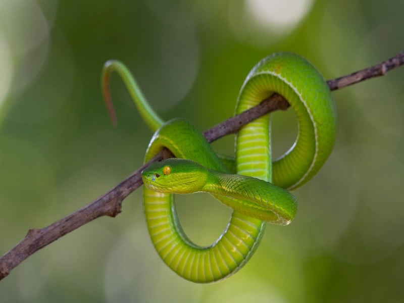 400க்கும் மேற்பட்ட விஷப்பாம்புகள்..வியக்கவைக்கும் பாம்புகளின் தோட்டம் ...
