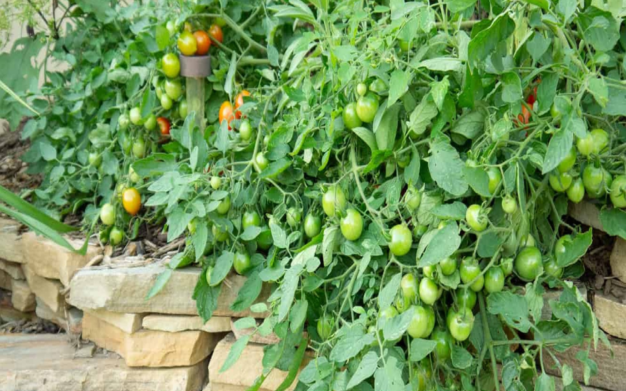 Is a Tomato a Fruit or a Vegetable see here interesting answer ...