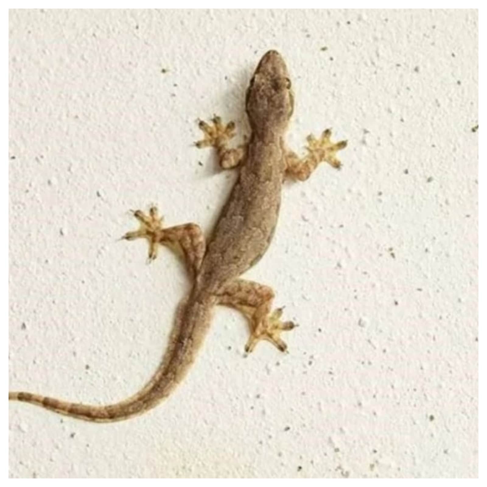 உங்கள் வீட்டில் வால் இல்லாத பல்லி உள்ளதா?இது நல்லதா கெட்டதா தெரியுமா ...