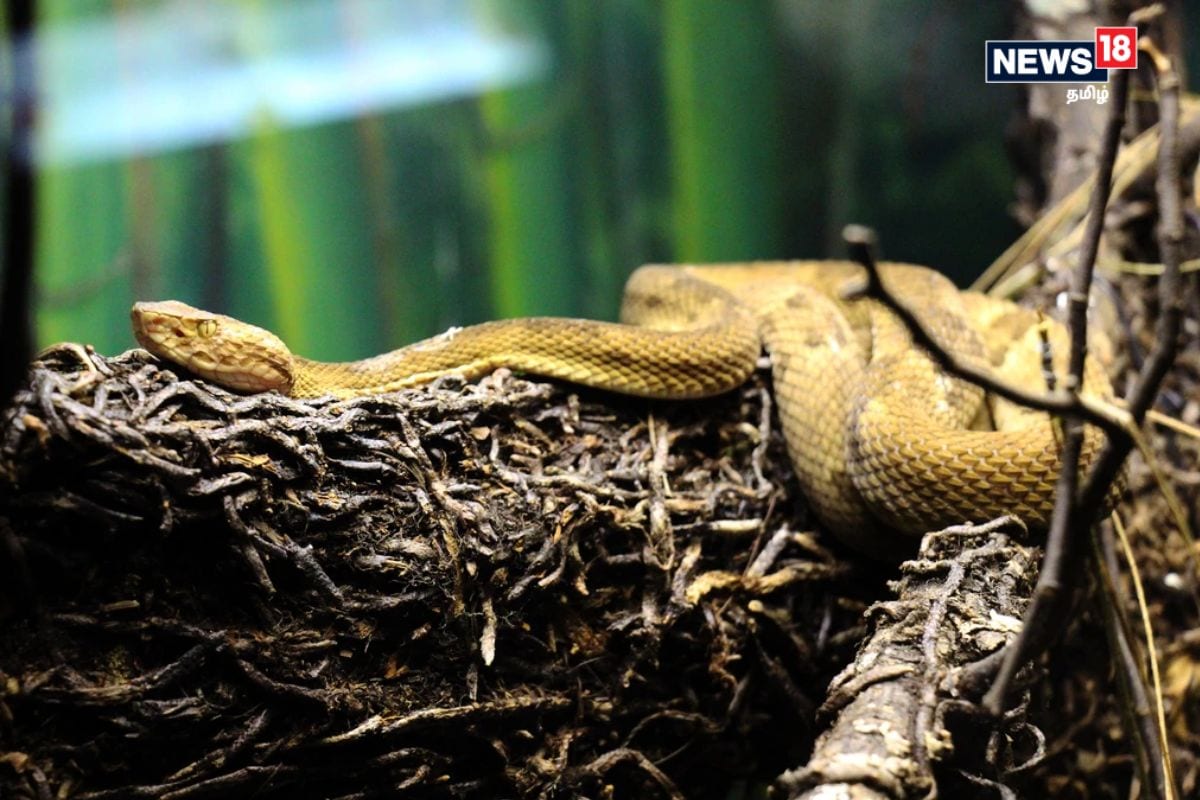 இந்த உலகத்தில் மனிதர்கள் நுழைய அனுமதி இல்லாத 5 இடங்கள்..! – News18 தமிழ்