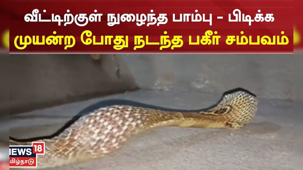 Snake | வீட்டிற்குள் நுழைந்த பாம்பு - பிடிக்க முயன்ற போது நடந்த பகீர் ...
