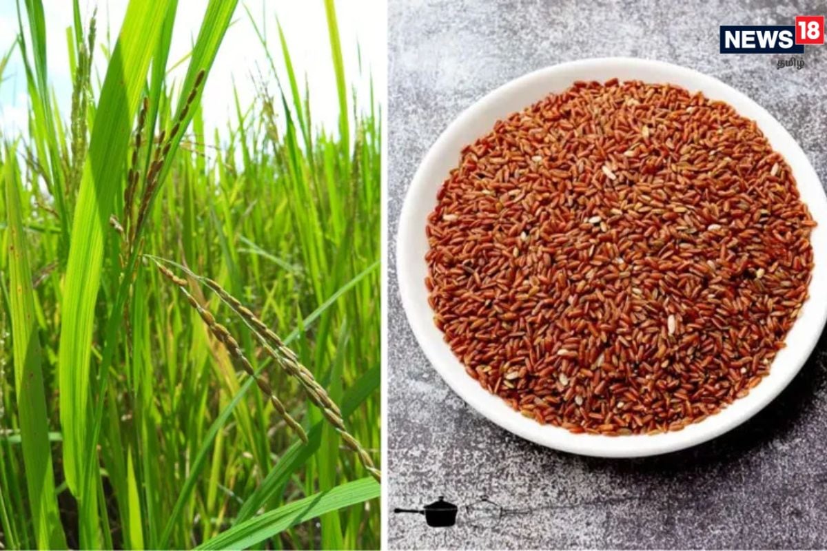 வேலையை உதறிவிட்டு தரிசு நிலத்தை பதப்படுத்தி நாட்டு அரிசி ரகங்கள் ...