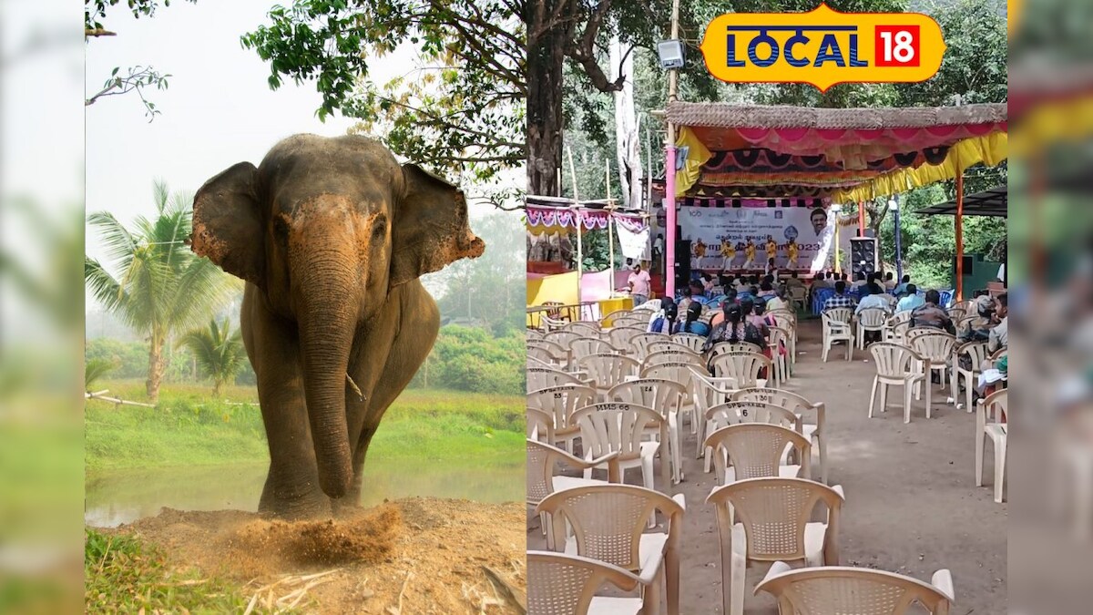 யானை நடமாட்டத்தால் பீதி.. களையிழந்த சுருளி சாரல் விழா.. – News18 தமிழ்