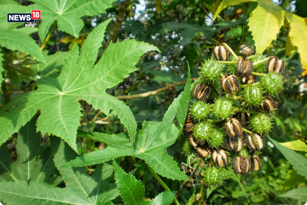 Castor plants can provide relief from everything from pain to acne ...