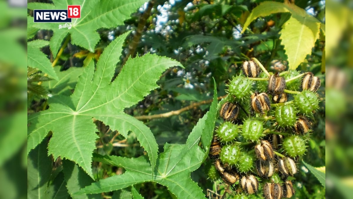 Castor plants can provide relief from everything from pain to acne ...