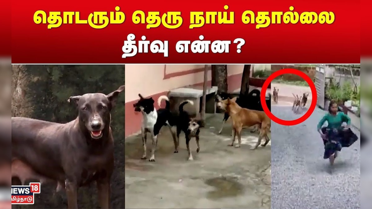 Street Dogs | தொடரும் தெரு நாய் தொல்லை - தீர்வு என்ன? | Special Story ...
