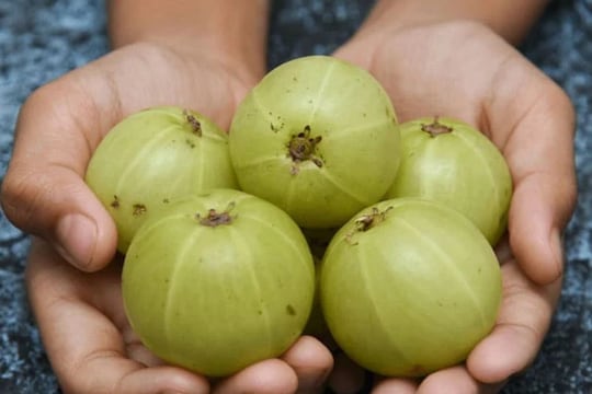 குளிர்காலத்தில் நெல்லிக்காய் சாப்பிட்டால் என்ன ஆகும் ...