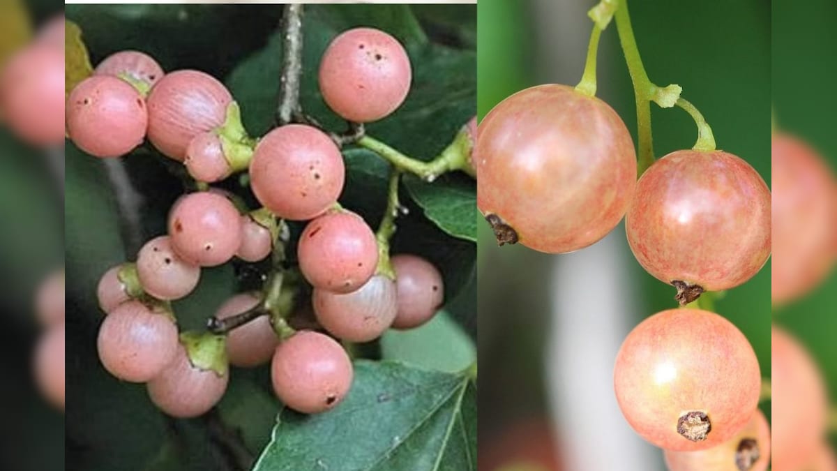 ஆஸ்துமா, நுரையீரல் பிரச்சனைகளுக்கு பலன் தரும் நறுவல்லி பழம் (மூக்கு சளி ...