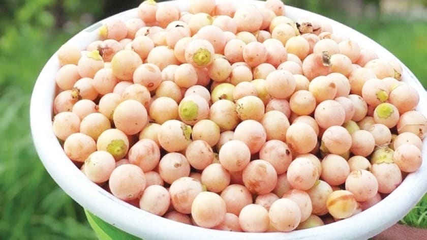 ஆஸ்துமா, நுரையீரல் பிரச்சனைகளுக்கு பலன் தரும் நறுவல்லி பழம் (மூக்கு சளி ...