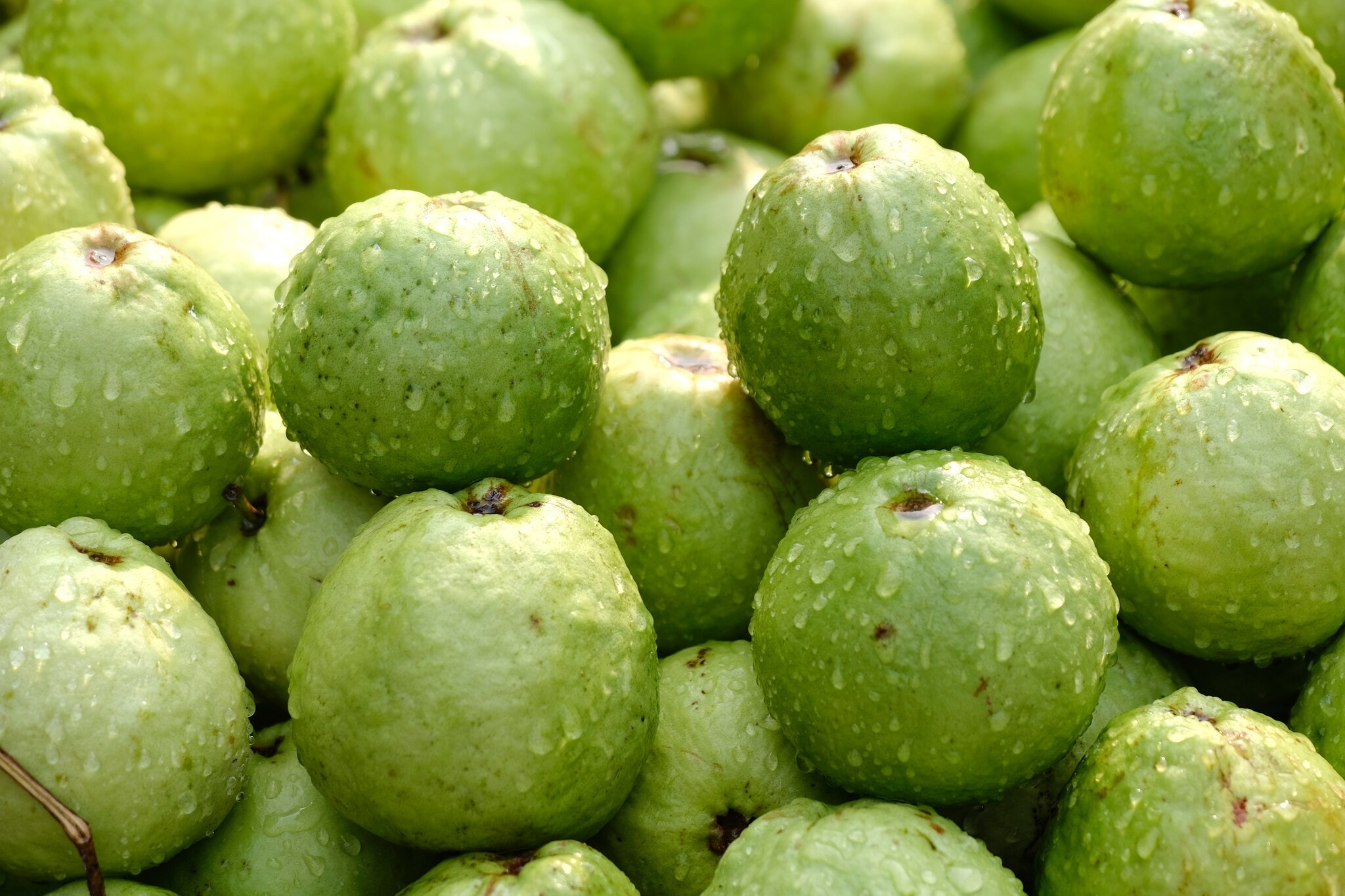 வெள்ளை மற்றும் இளஞ்சிவப்பு கொய்யாப்பழத்தில் எது ஆரோக்கியத்திற்கு நல்லது ...