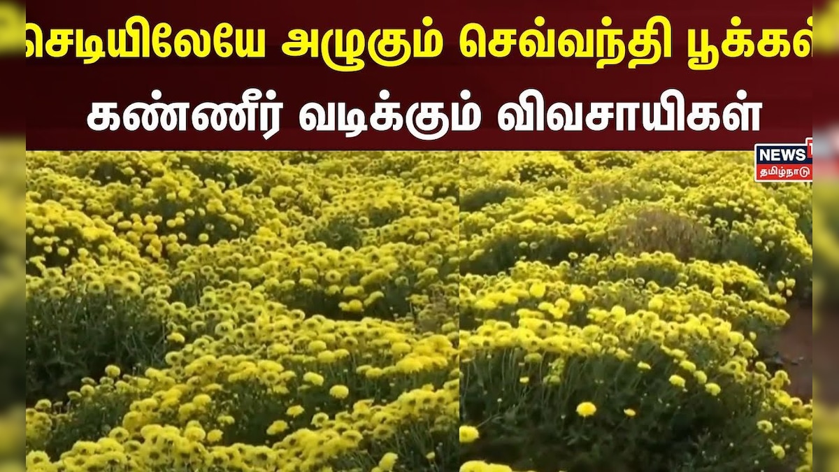 செடியிலேயே அழுகும் செவ்வந்தி பூக்கள் - கண்ணீர் வடிக்கும் விவசாயிகள் ...