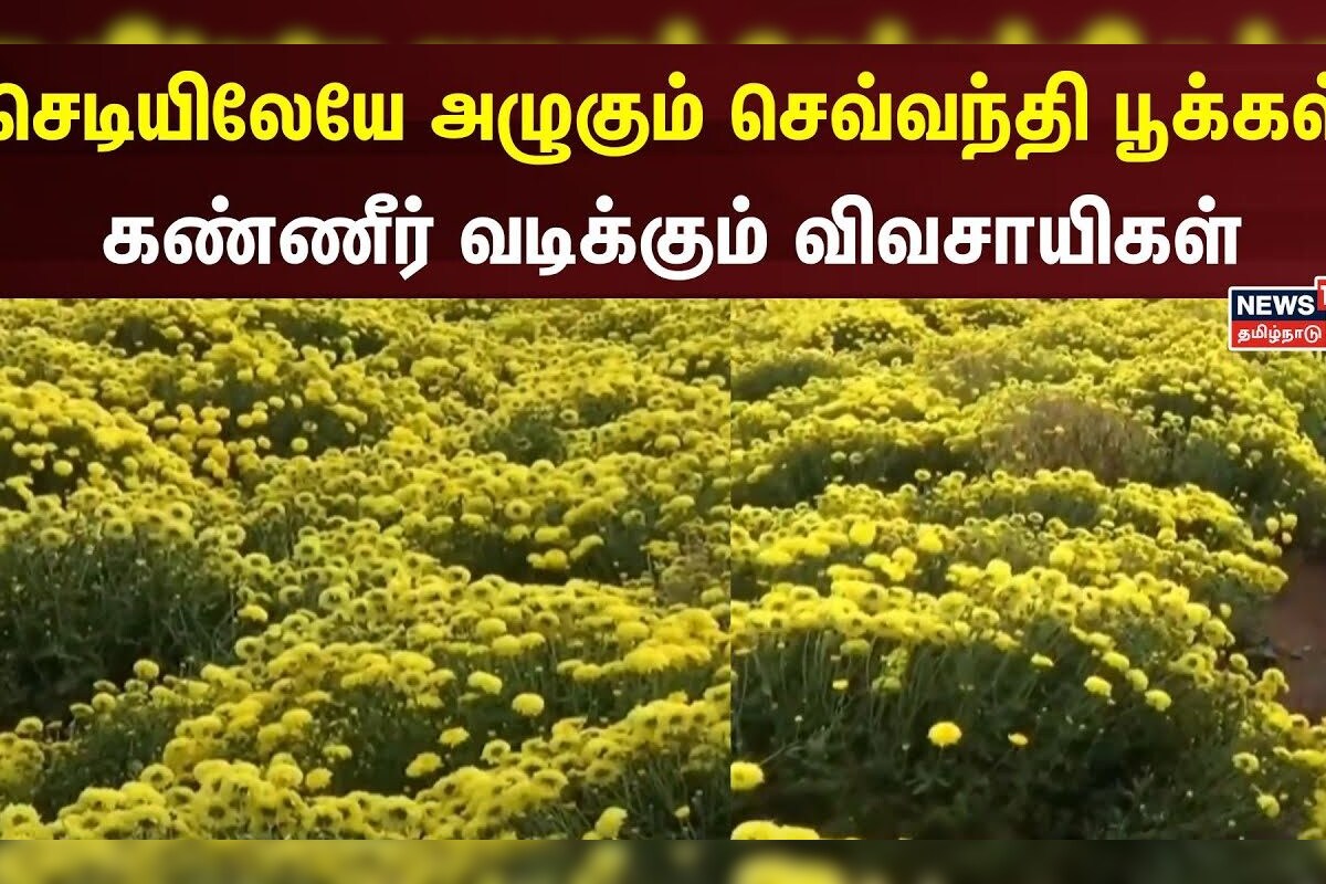 செடியிலேயே அழுகும் செவ்வந்தி பூக்கள் - கண்ணீர் வடிக்கும் விவசாயிகள் ...