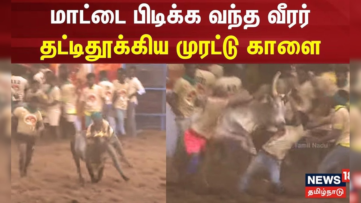 Madurai Jallikattu | மாட்டை பிடிக்க வந்த வீரர் - தட்டிதூக்கிய முரட்டு காளை