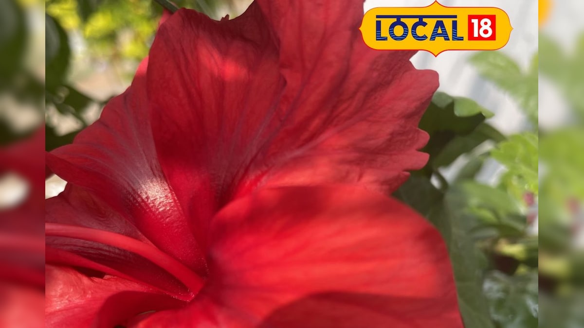 Thanga pushpam flower | ட்ரெண்டிங் - News18 தமிழ்