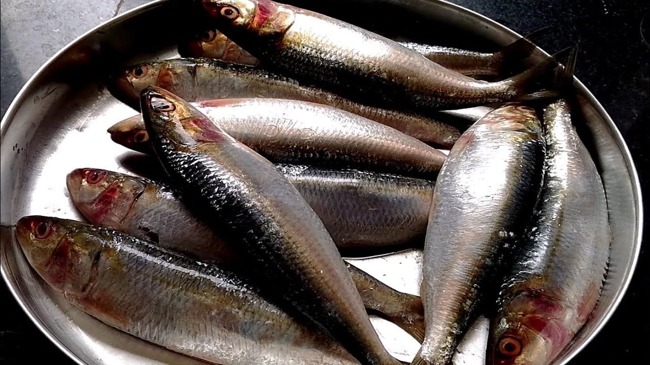 வாரத்தில் ஒரு முறையேனும் மத்தி மீன் சாப்பிடனும்.. ஏன் தெரியுமா ...