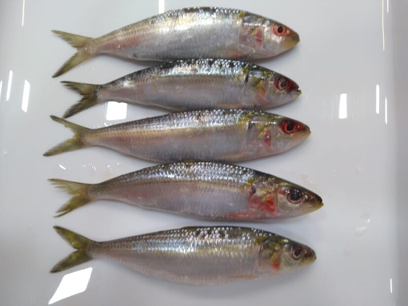 Check out Benefits of Sardine Fish (in Tamil) | லைஃப்ஸ்டைல் - News18 தமிழ்