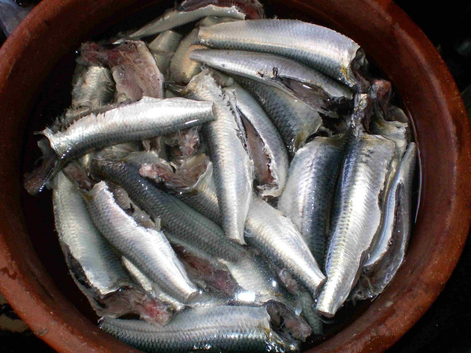 Check out Benefits of Sardine Fish (in Tamil) – News18 தமிழ்