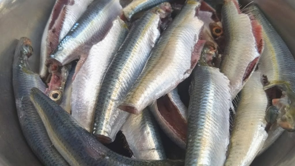 Check out Benefits of Sardine Fish (in Tamil) – News18 தமிழ்