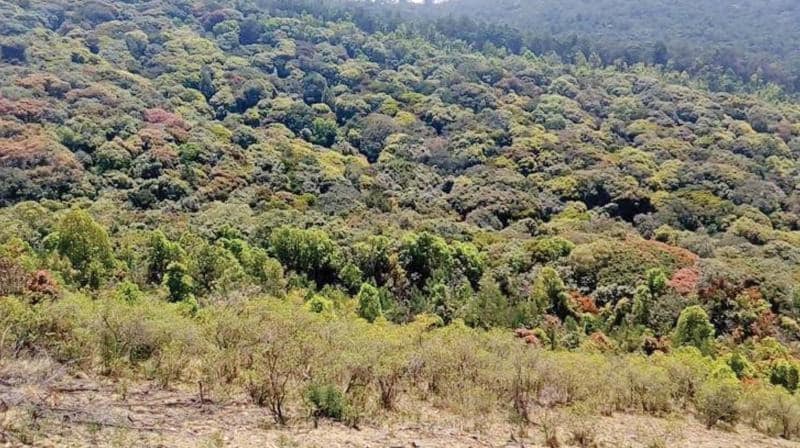 kodaikanal mathikettan solai | குணா குகை மட்டுமில்லை... கொடைக்கானலில் ...